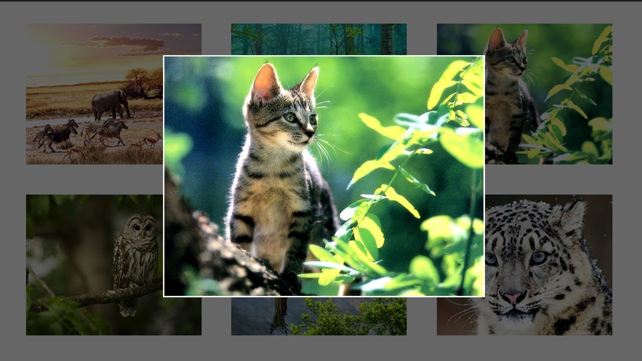 How To Create Image Gallery Using Html Css And Javascript Lightbox Gallery Dieno Digital
